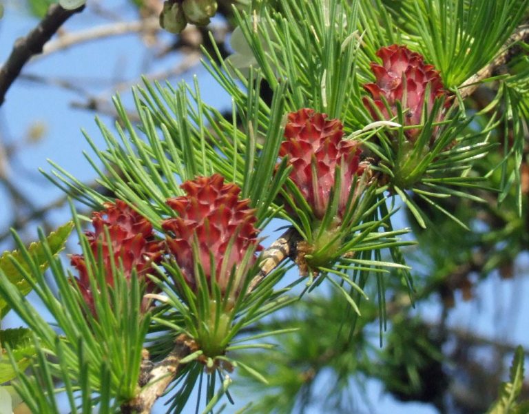 Modřín | Lesy České republiky, s. p.